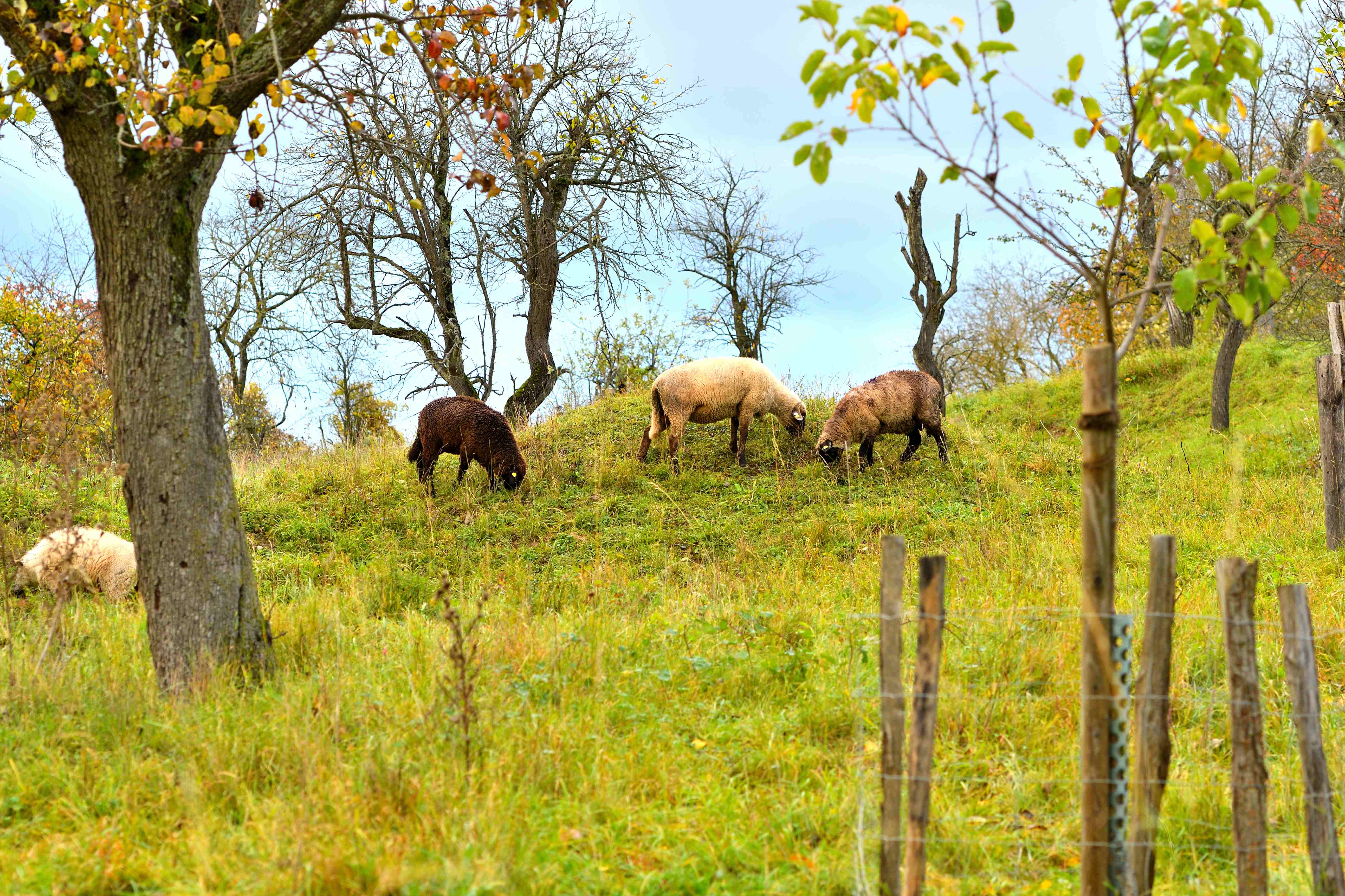 Naturschutzfonds Wetterau e.V. lädt zu Exkursion ein